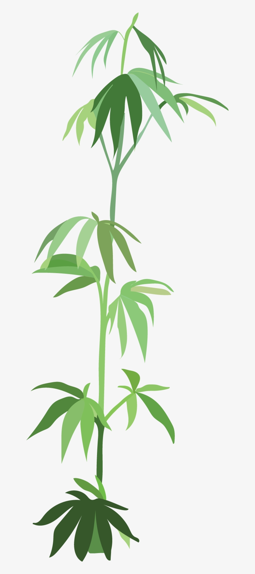 Hemp - Portable Network Graphics - 650x1761 PNG Download - PNGkit