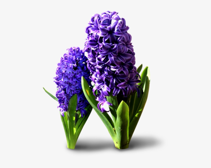 Hyacinth Flowers Png Transparent Background - Transparent Hyacinth ...