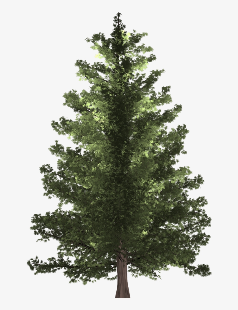 Pine Realistic Tree PNG Clip Art Best WEB Clipart | atelier-yuwa.ciao.jp