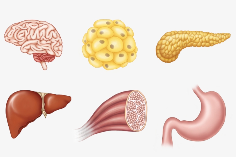 Organs - Illustration - 1000x602 PNG Download - PNGkit
