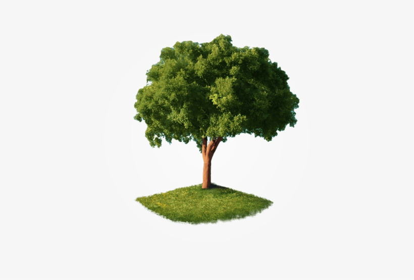 Download Transparent Home-tree - Tree Png Perspective View - PNGkit