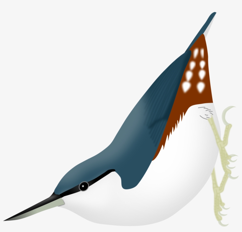 Sitta Arctica - 1200x1261 PNG Download - PNGkit