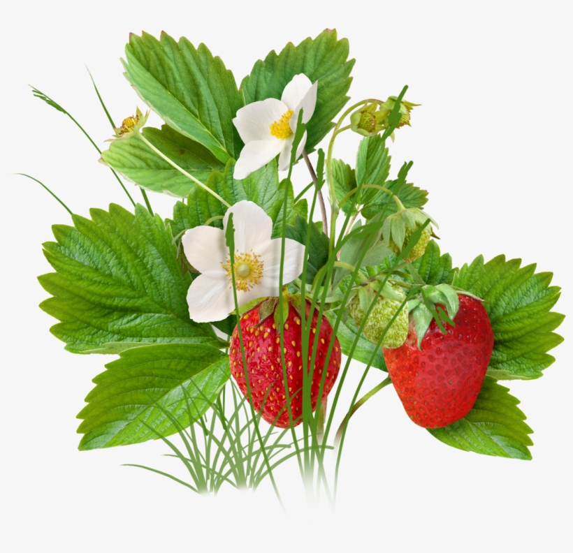 Strawberry Plant Png Download - Strawberry Tree Png Clipart - 1087x998 ...