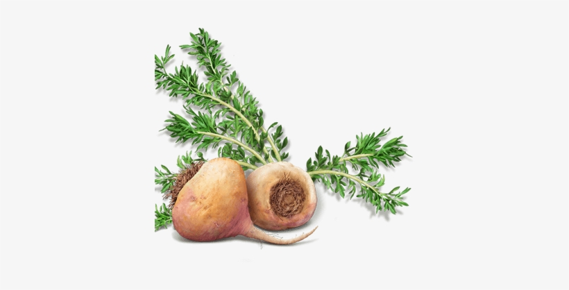 Super Benefits - Maca Plant - 374x338 PNG Download - PNGkit
