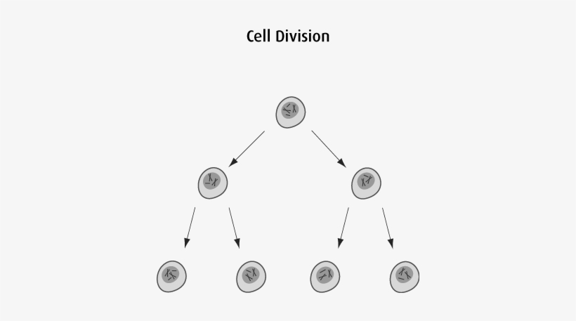 Diagram Of Cell Division - Circle - 374x377 PNG Download - PNGkit