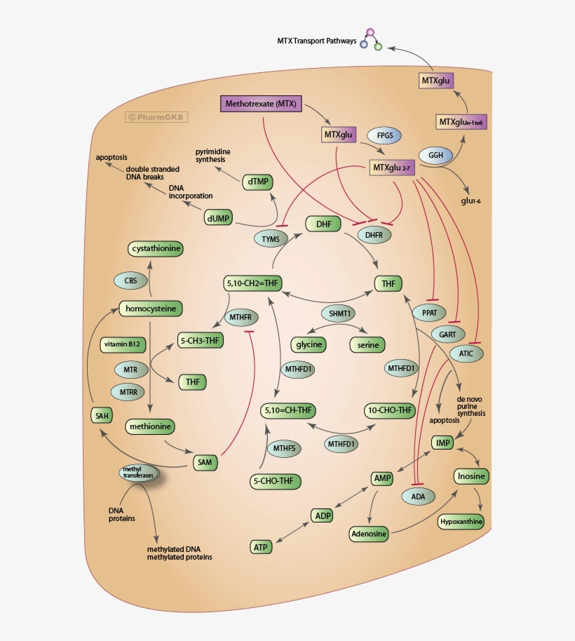 Methotrexate Pathway , Pharmacodynamics Diagram - Cancer - 586x834 PNG ...