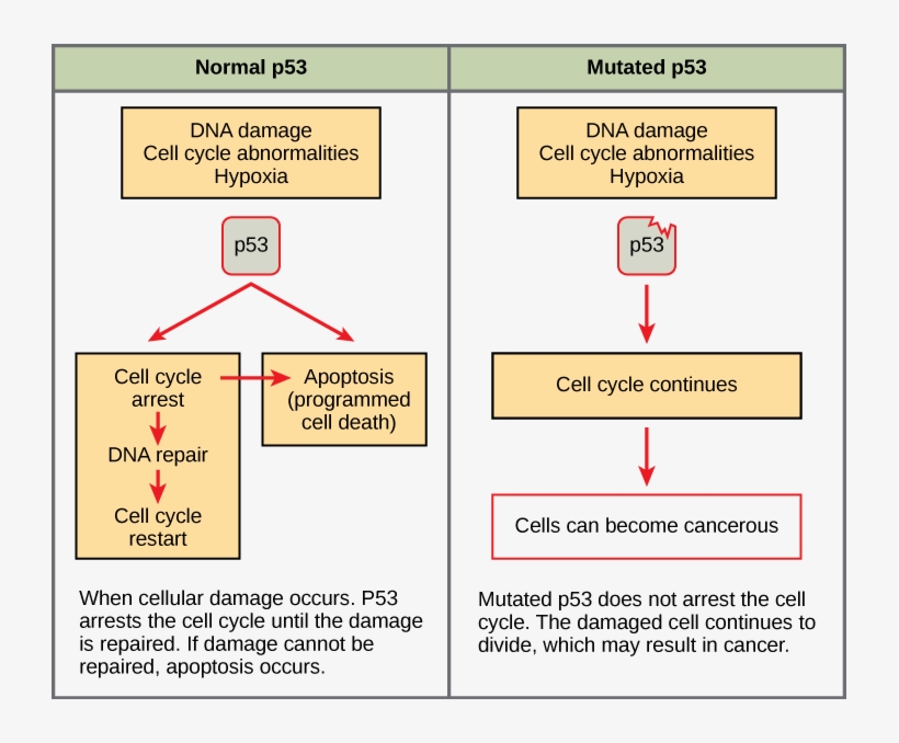This Illustration Shows Cell Cycle Regulation By Normal - Normal P53 ...