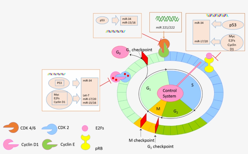 Figure 2 - - Cell Cycle Breast Cancer - 1480x869 PNG Download - PNGkit