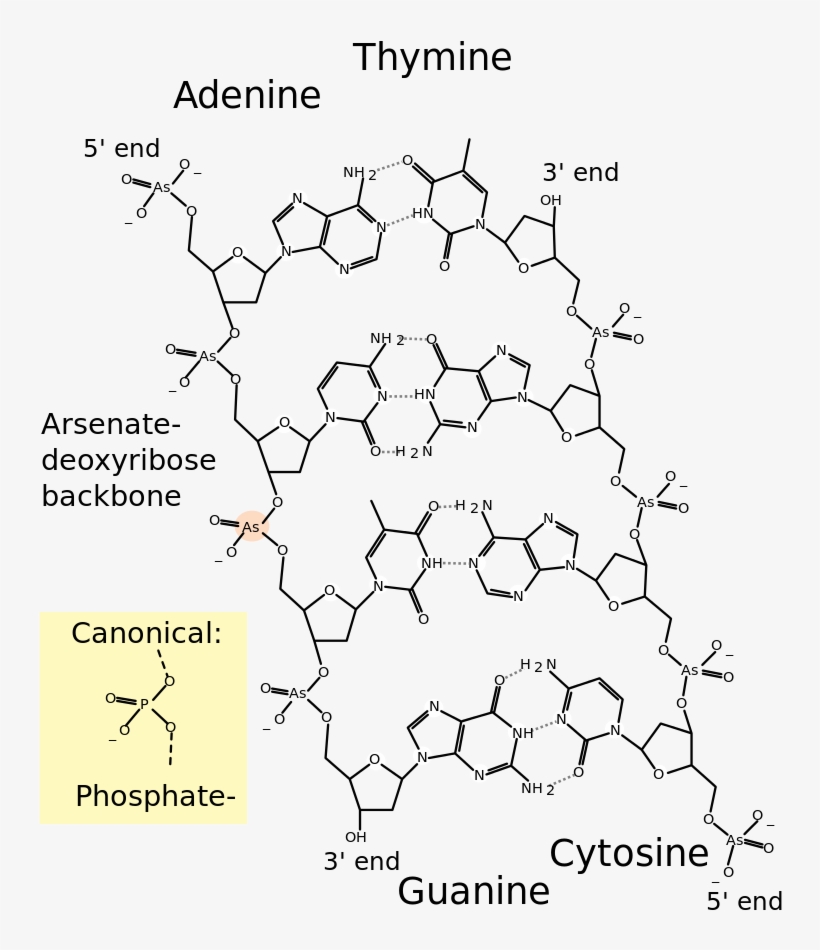 Free Download Molecular Structure Of Dna Clipart Dna - Dna Line ...