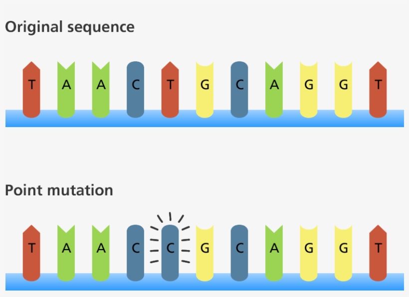 Mutant Clipart Point Mutation - Point Mutation - 1200x642 PNG Download ...