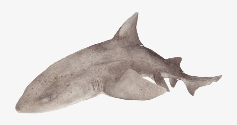 Spotted Gully Shark Eyes - 717x354 PNG Download - PNGkit