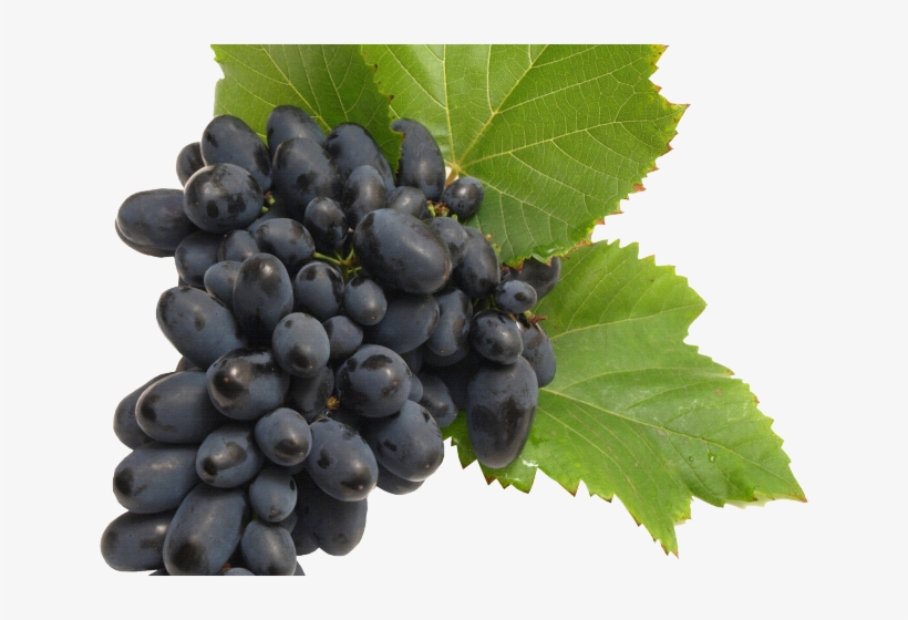 Share - Transparent Background Grape Png - 640x480 PNG Download - PNGkit