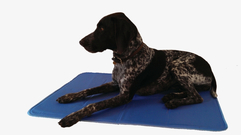 Animat Cool Gel Mat - Animalarm - 2100x1100 PNG Download - PNGkit