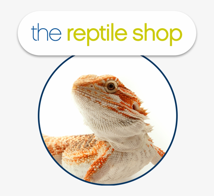 Reptiles - L Word - 700x670 PNG Download - PNGkit