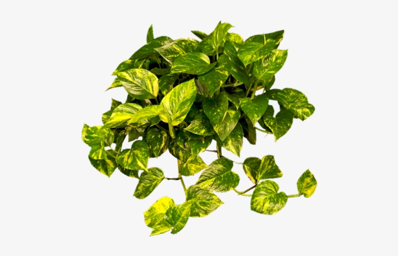 Download Transparent Philodendron Cordatum - Golden Pothos Png - PNGkit