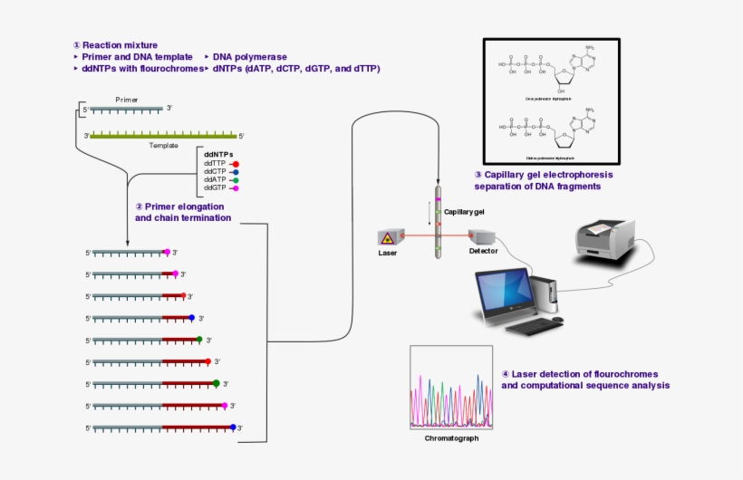 Sanger Sequencing Wikipedia Dna Fingerprinting Flowchart - Sanger ...