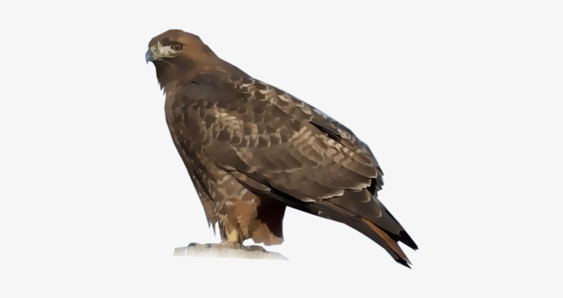 Red-tailed Hawk - 400x400 PNG Download - PNGkit