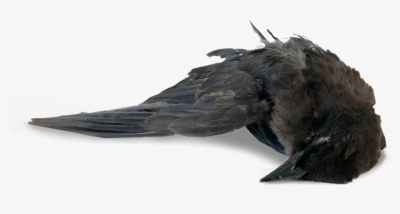 Download Transparent Ftestickers Bird Dead Stickers Freetoedit - Bird ...