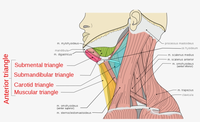 Neck And Shoulder Muscles