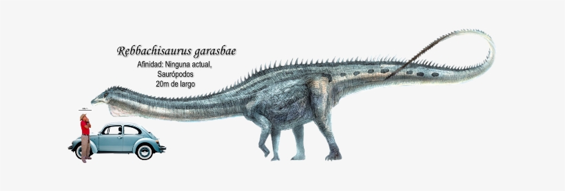 Rebbachisaurus Garasbae A Escala - Rebbachisaurus Garasbae - 640x221 ...