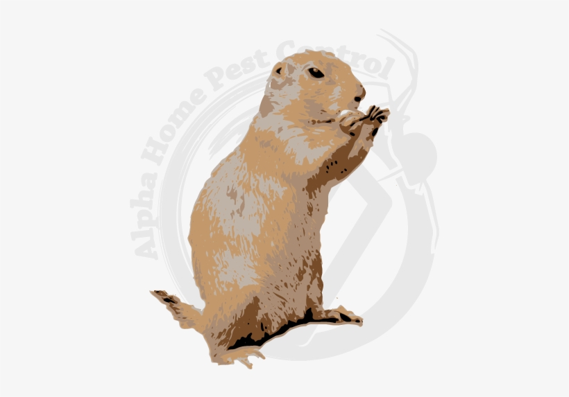 Gopher Image Gallery - Gopher Transparent - 570x570 PNG Download - PNGkit