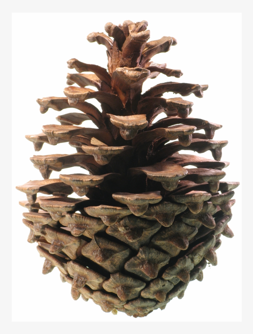 California's Iconic Trees - 1000x1000 PNG Download - PNGkit