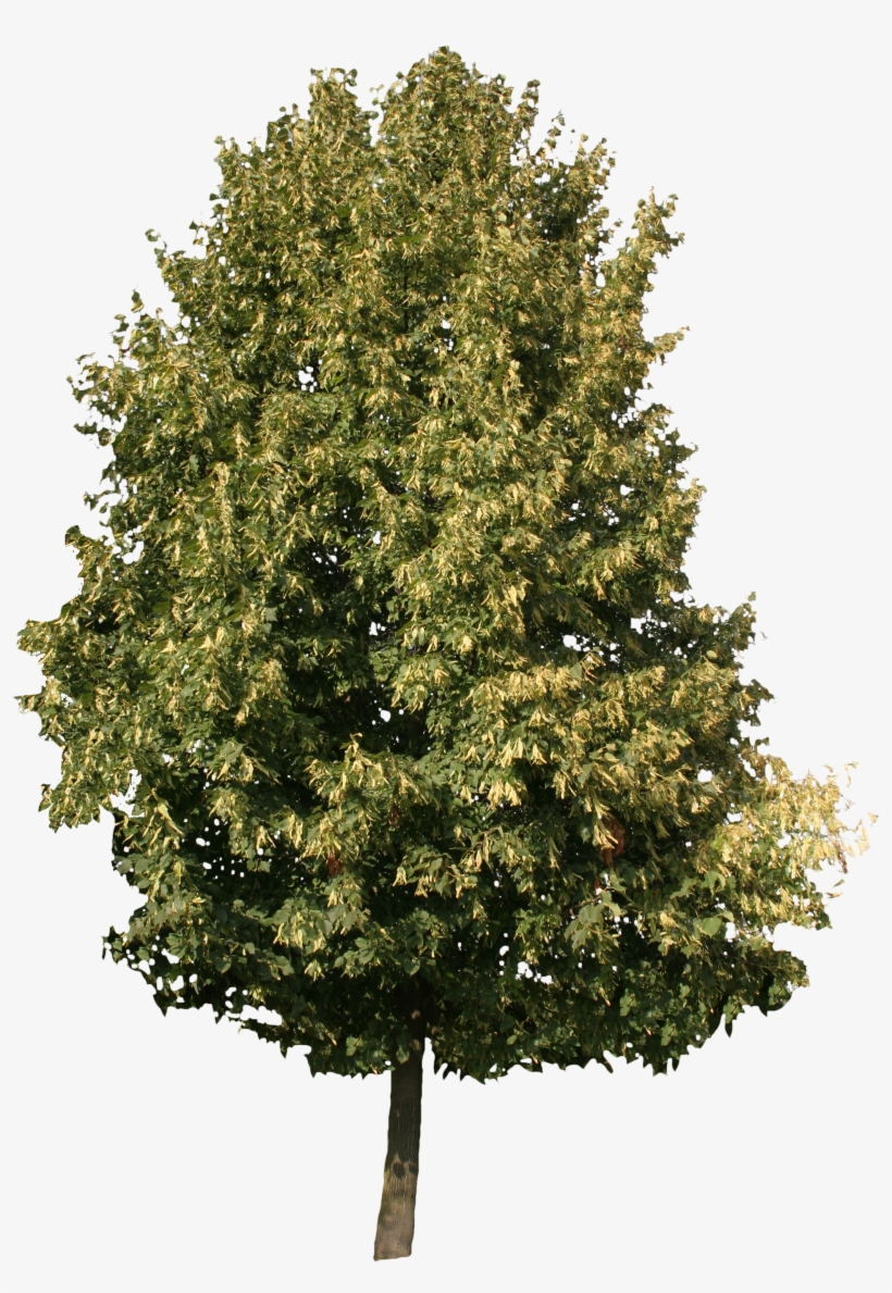 2d Trees - Cool Honey Locust Tree - 2304x3172 PNG Download - PNGkit