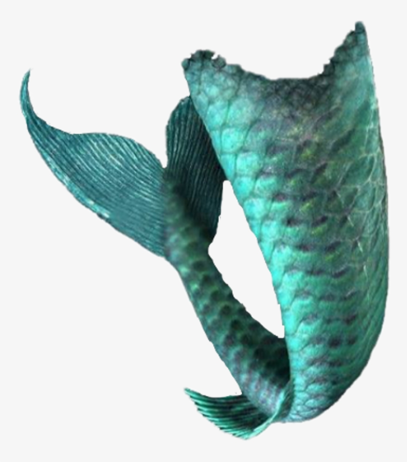 Mermaidtail Fishtail Tail Mermaid Siren Sirena Sirene - 1024x1024 PNG ...