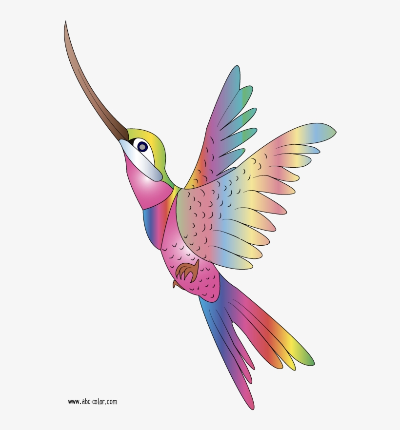 Bird Clipart - Colibri De Colores Animado - 567x822 PNG Download - PNGkit