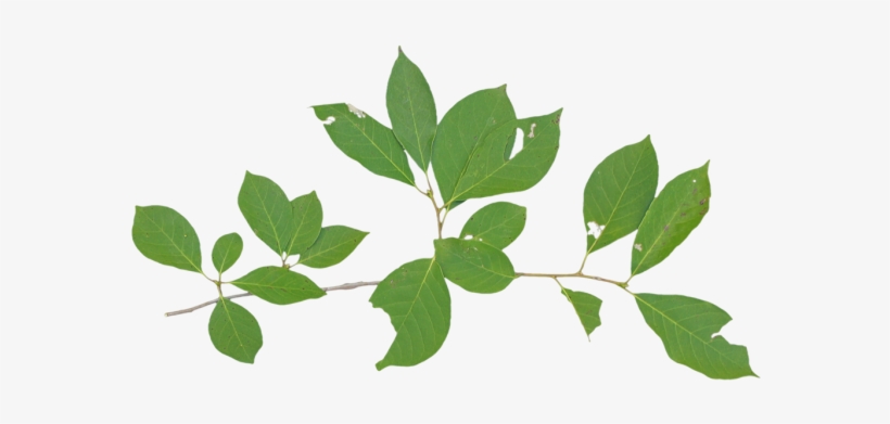 Buttonbush - 600x327 PNG Download - PNGkit