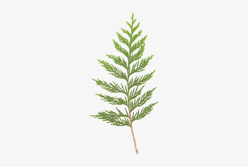 Cedar Branch - Western Red Cedar Botanical Drawings - 308x500 PNG ...