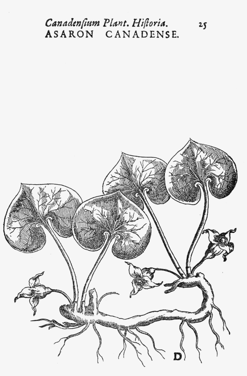 Canadian Wild Ginger - 1888x2704 PNG Download - PNGkit