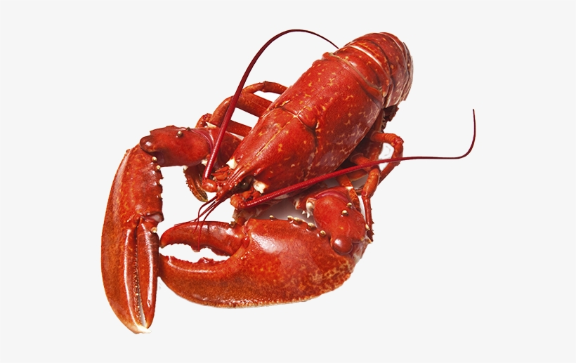 Crustaceans Lobster - 575x575 PNG Download - PNGkit