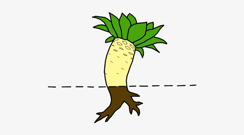 Stem Morphology Type Caudex - Raices Xilopodios - 500x500 PNG Download ...