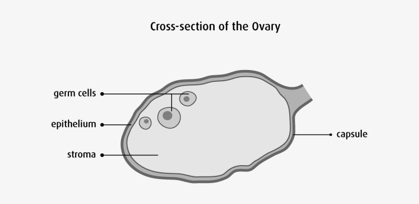 Digaram Of The Cross-section Of The Ovary - Ovary Stroma - 620x319 PNG ...