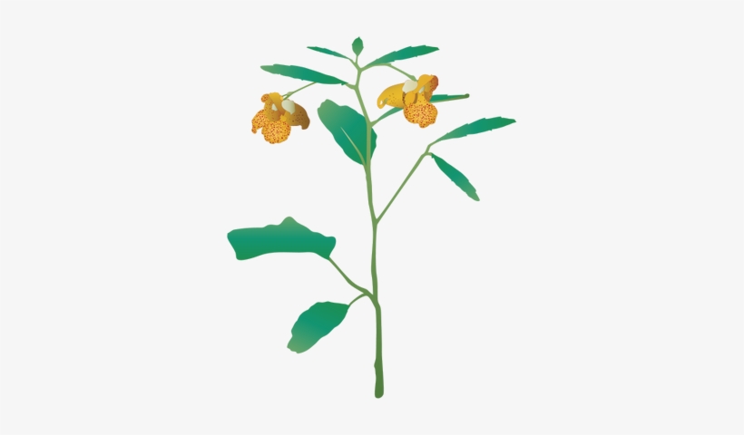 Ian Symbol Impatiens Capensis - Jewelweed Png - 320x400 PNG Download ...