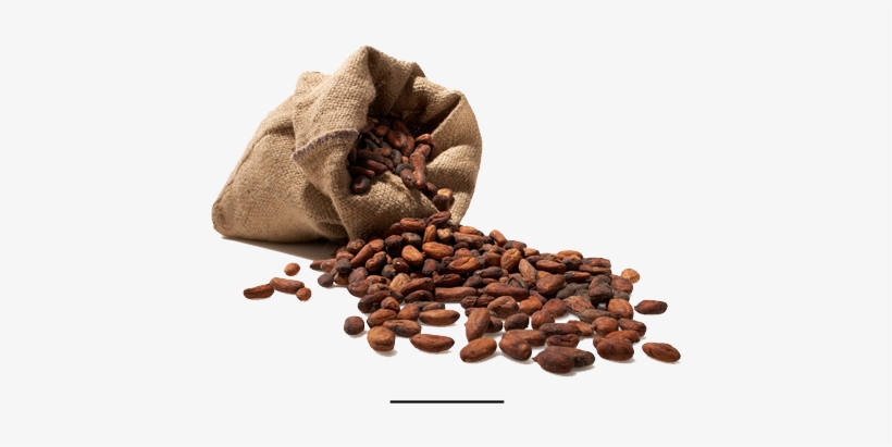 The Trinitario Group Represents A Unique Hybrid Collection ...