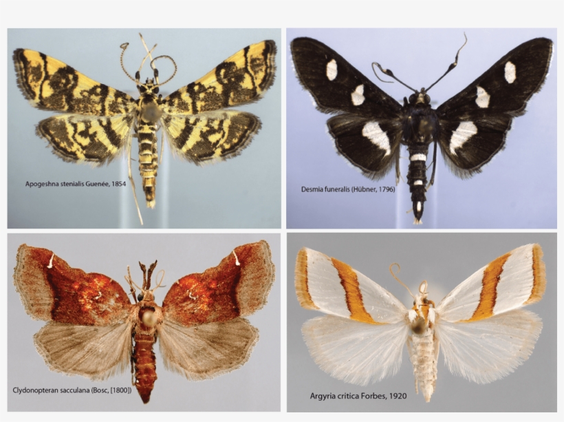 1,541 Snout Moth Species And Counting In The United - Bombyx Mori ...