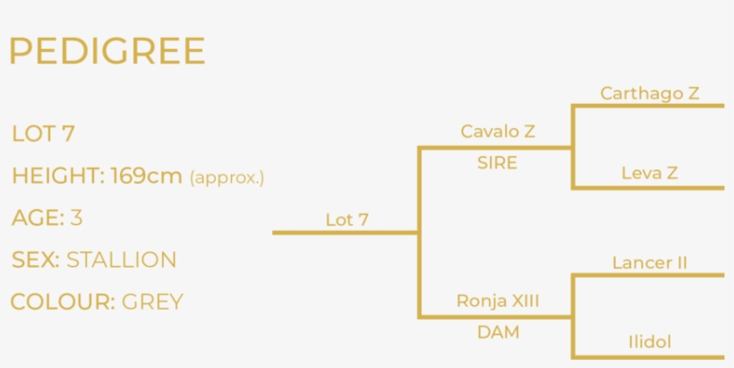 Pedigree - Portable Network Graphics - 1000x563 PNG Download - PNGkit