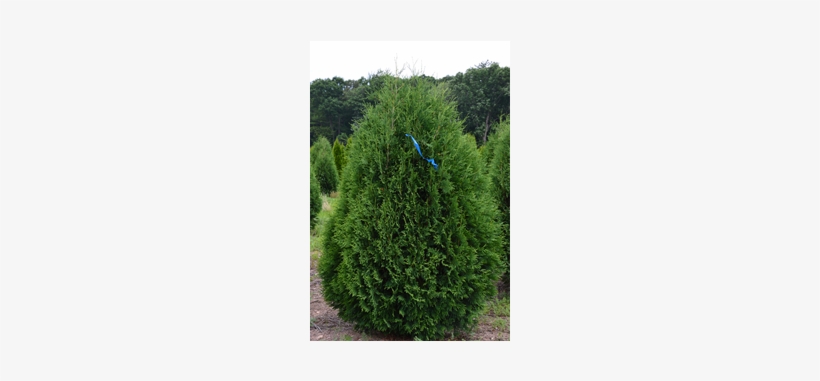 Techny Arborvitae - Techny, Illinois - 400x300 PNG Download - PNGkit