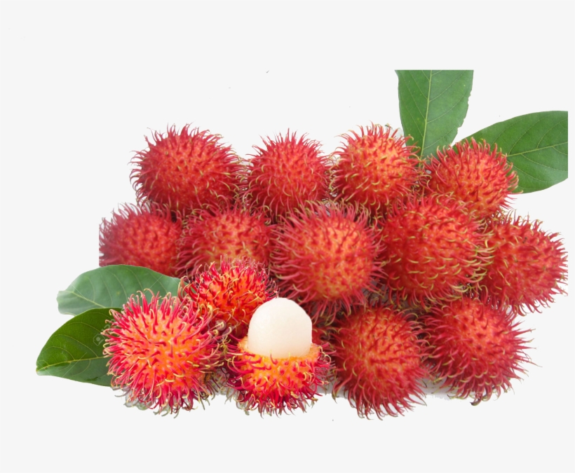 Rambutan Fruit - Png Rambutan - Rambutan Png - 2048x2048 PNG Download ...