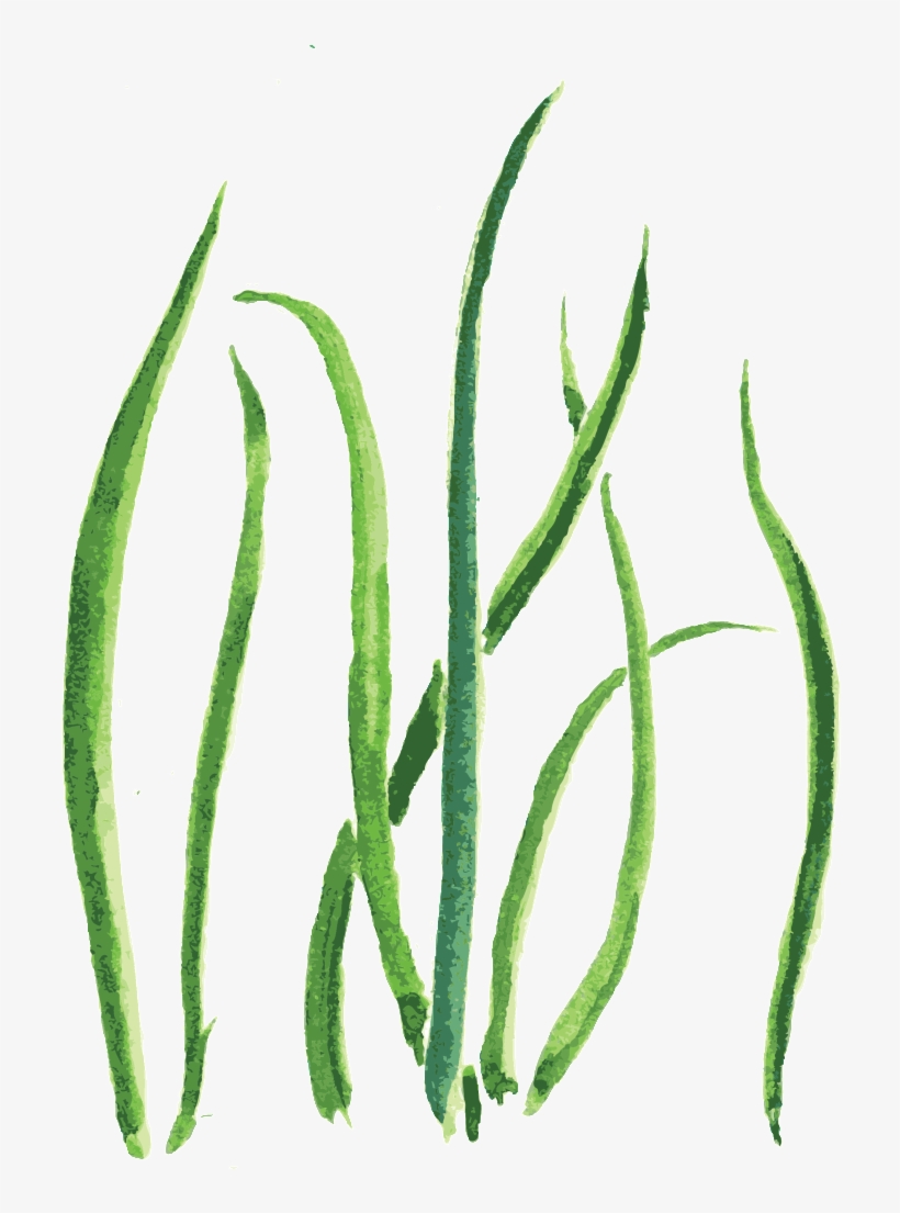 Green Sea Grass Cartoon Transparent - Drawing - 1024x1024 PNG Download ...