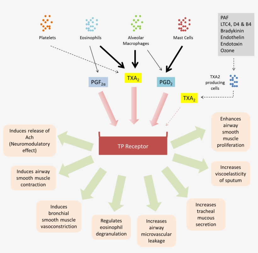 Biological Activities Of Tp Receptor - Biological Activities ...