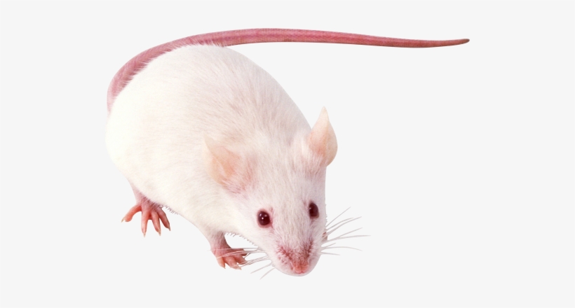 Mouse Rat - Computer Mouse - 520x360 PNG Download - PNGkit