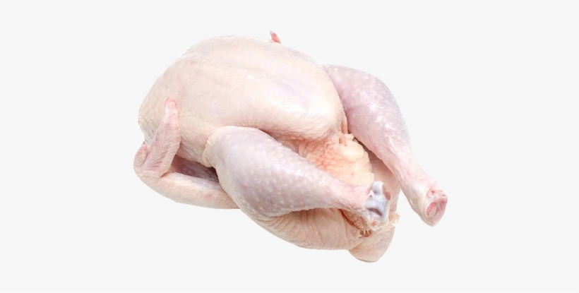 Download Transparent Chicken - PNGkit
