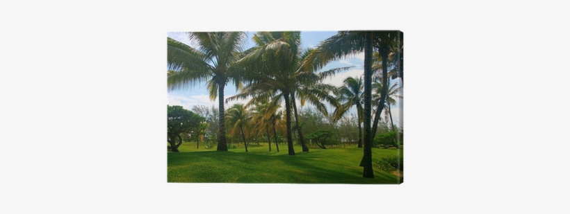 Palm Trees - 400x400 PNG Download - PNGkit