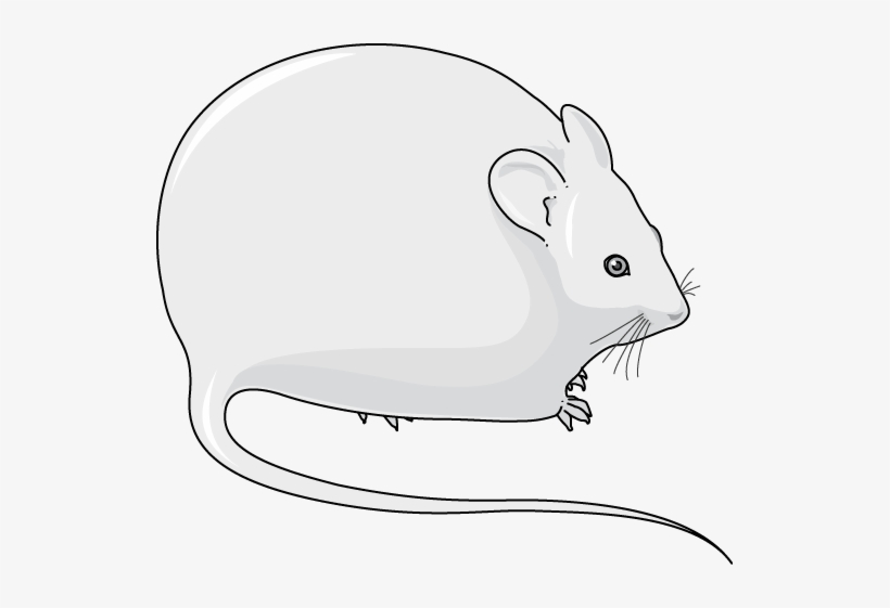 Obese Mouse - Illustration - 531x481 PNG Download - PNGkit