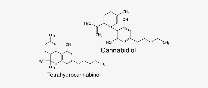 Thc Basically Mimics And Works Like The Natural Neurotransmitter - Thc ...