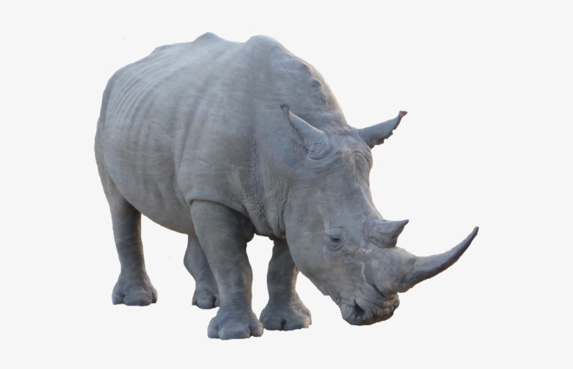 Graphic Free Download Maths Photographs Creatures African - Mathematics ...