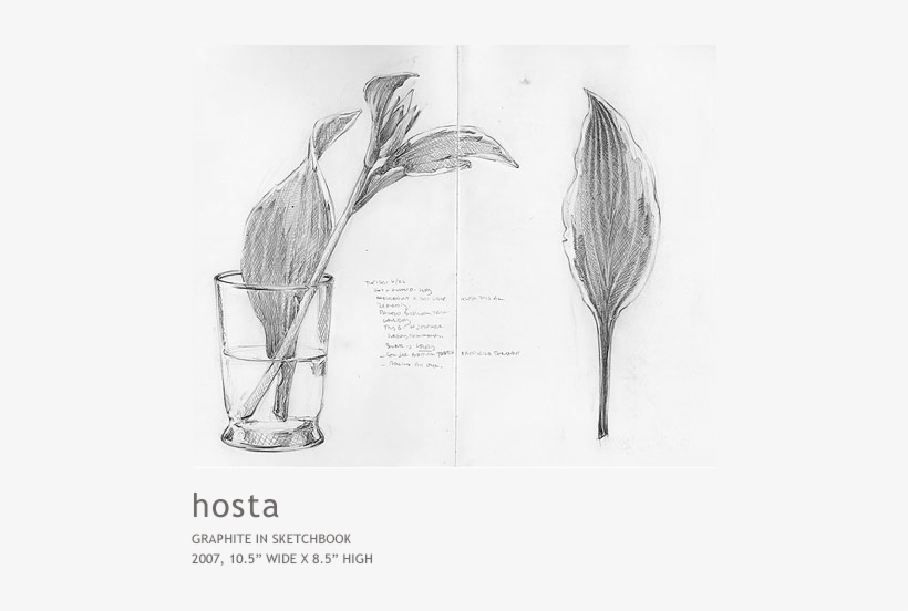 Hosta - Sketch - 634x510 PNG Download - PNGkit